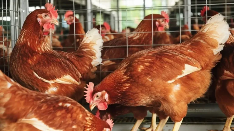 How to Care for Chickens: A Beginner’s Guide to Healthy Chickens ...